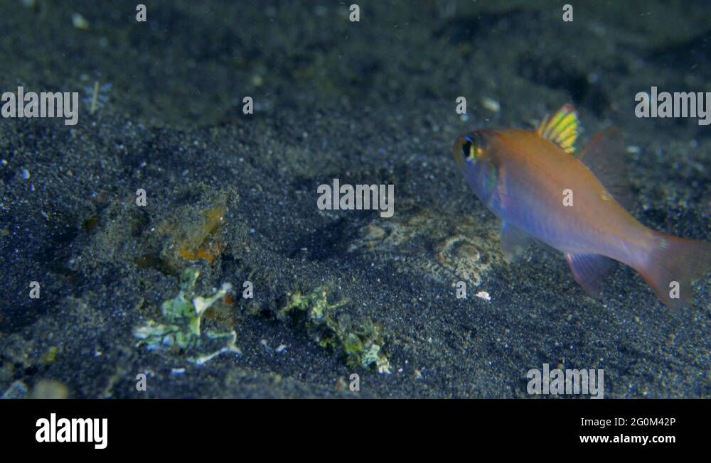 Grabbing a fish Stock Videos & Footage - HD and 4K Video Clips - Alamy