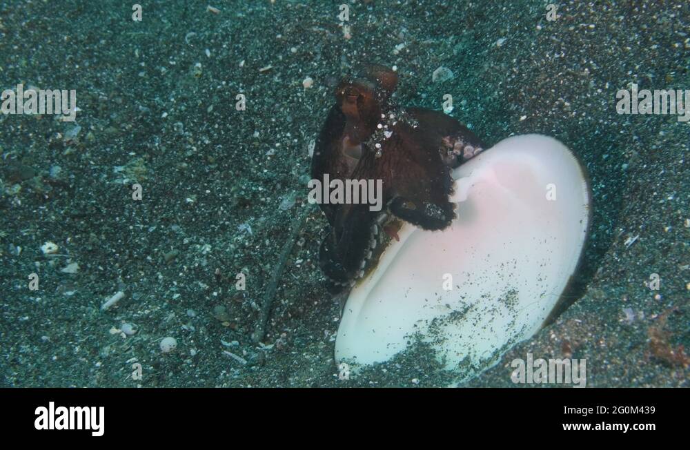 Coconut Octopus hiding in a shell and changing color. Changes again and ...