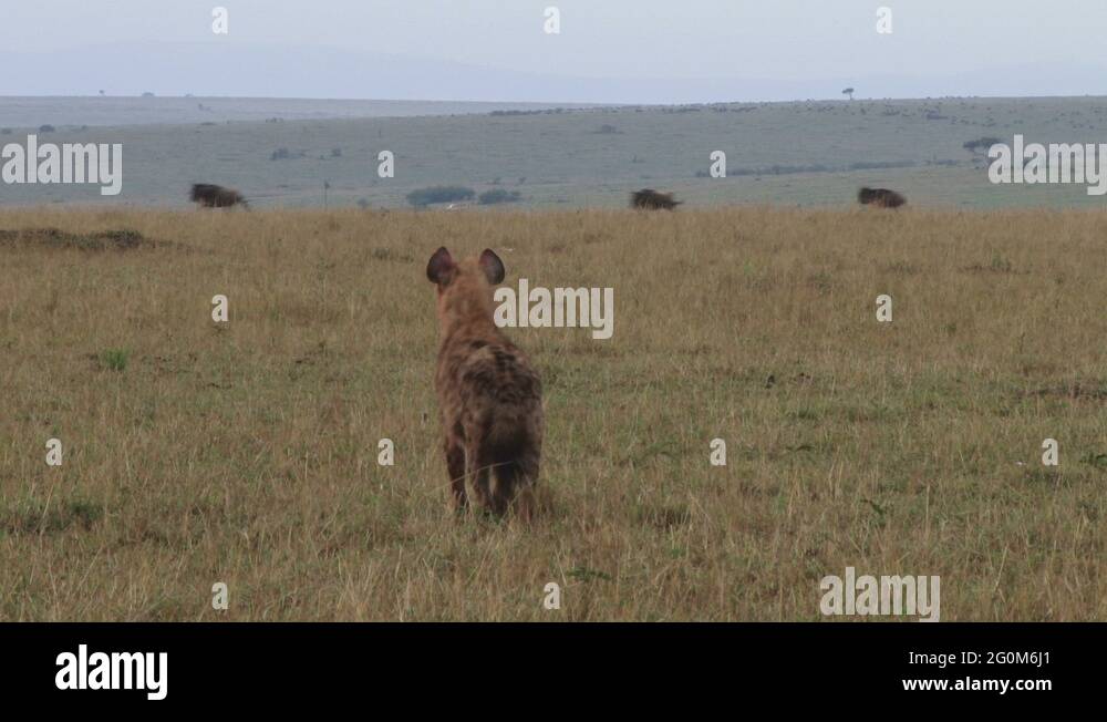 A weak one Stock Videos & Footage - HD and 4K Video Clips - Alamy