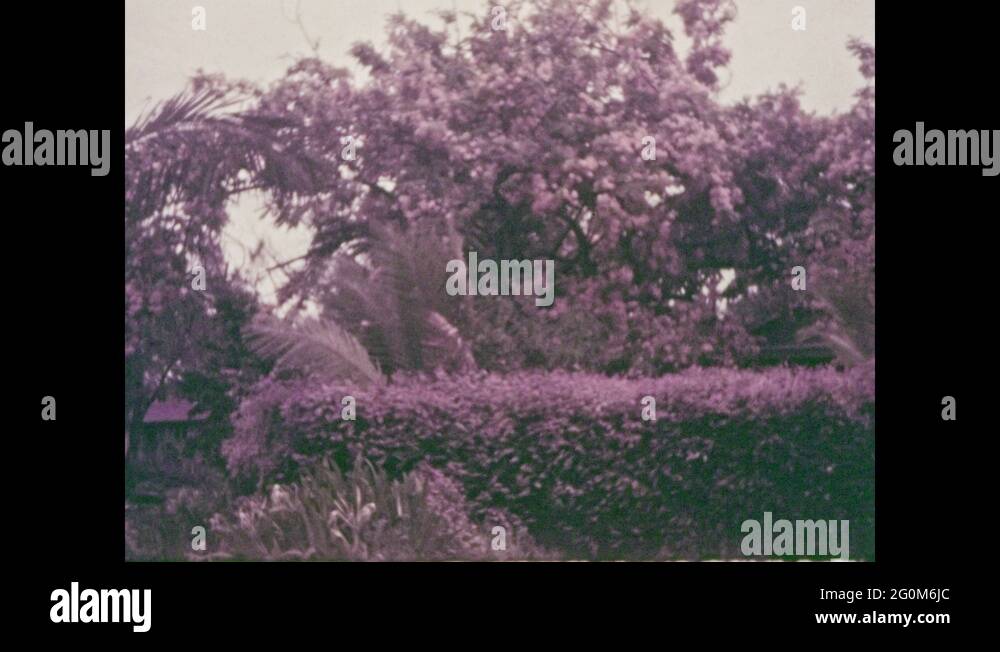 Tall hedge Stock Videos & Footage - HD and 4K Video Clips - Alamy