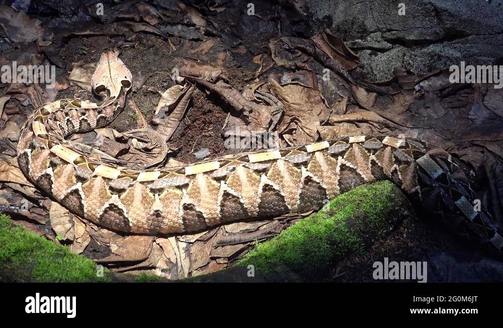 Adder camouflage Stock Videos & Footage - HD and 4K Video Clips - Alamy
