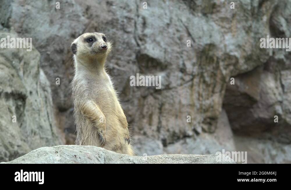 Meerkat or suricate suricata suricatta Stock Videos & Footage - HD and ...