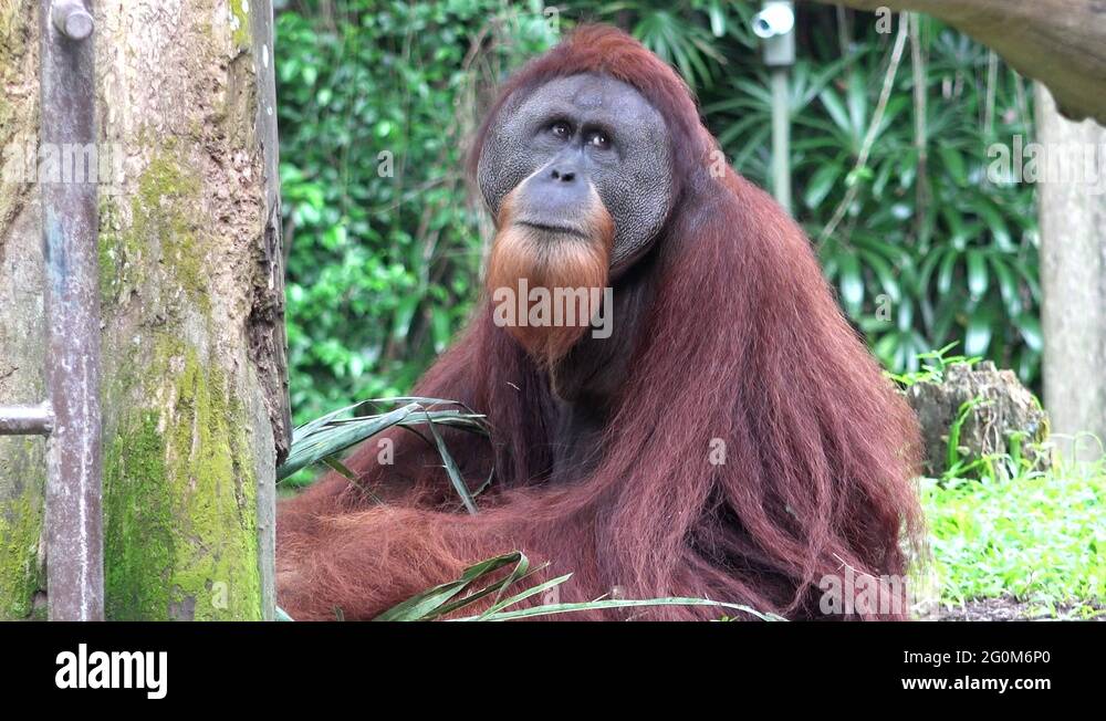 Ape leaf rain Stock Videos & Footage - HD and 4K Video Clips - Alamy