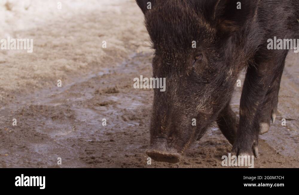 Pig walking smelling grass Stock Videos & Footage - HD and 4K Video ...