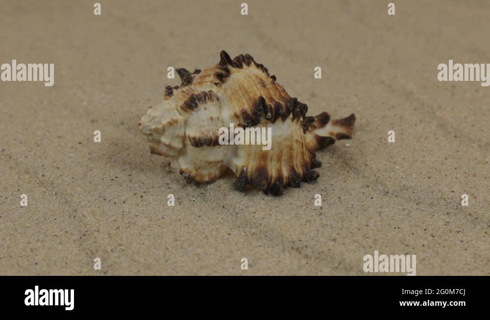 Rotations of the sea shell lying on the dunes. Beauty in nature Stock ...