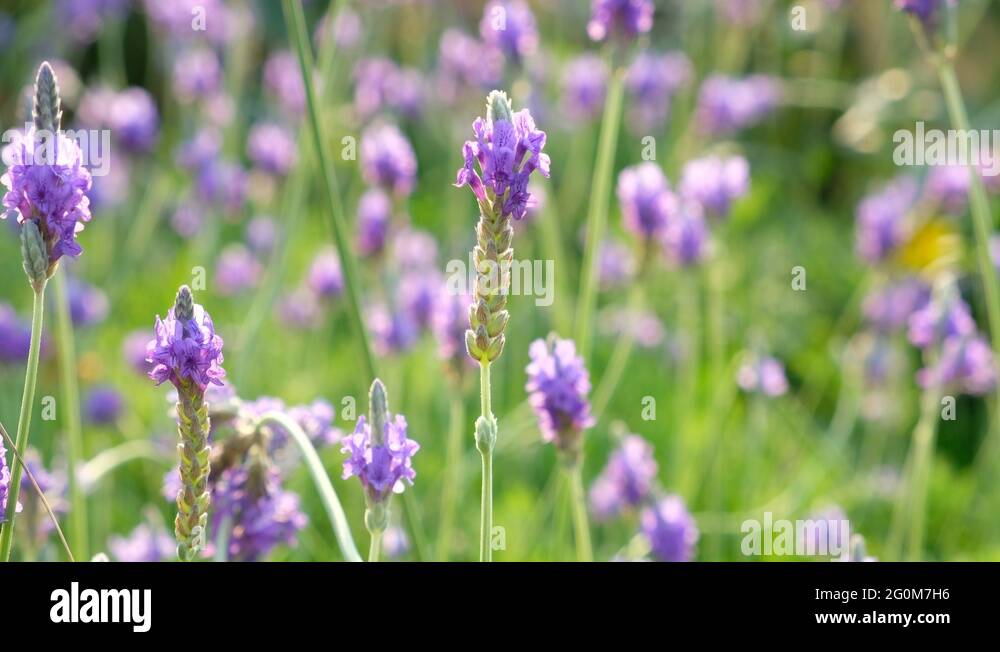 Lavandula multifida Stock Videos & Footage - HD and 4K Video Clips - Alamy