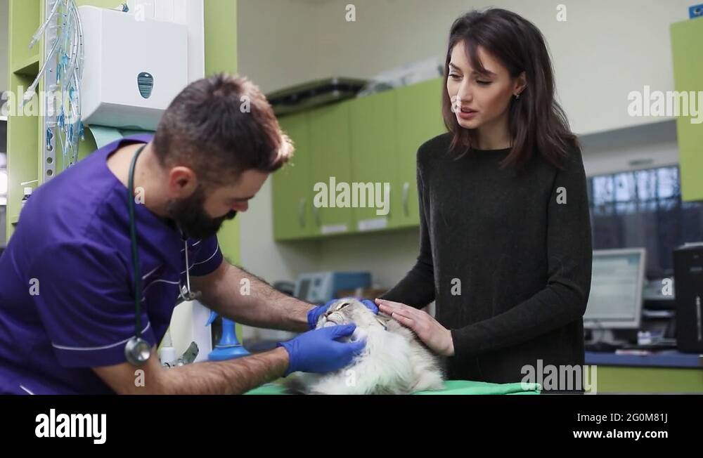 Smiling white cat Stock Videos & Footage - HD and 4K Video Clips - Alamy