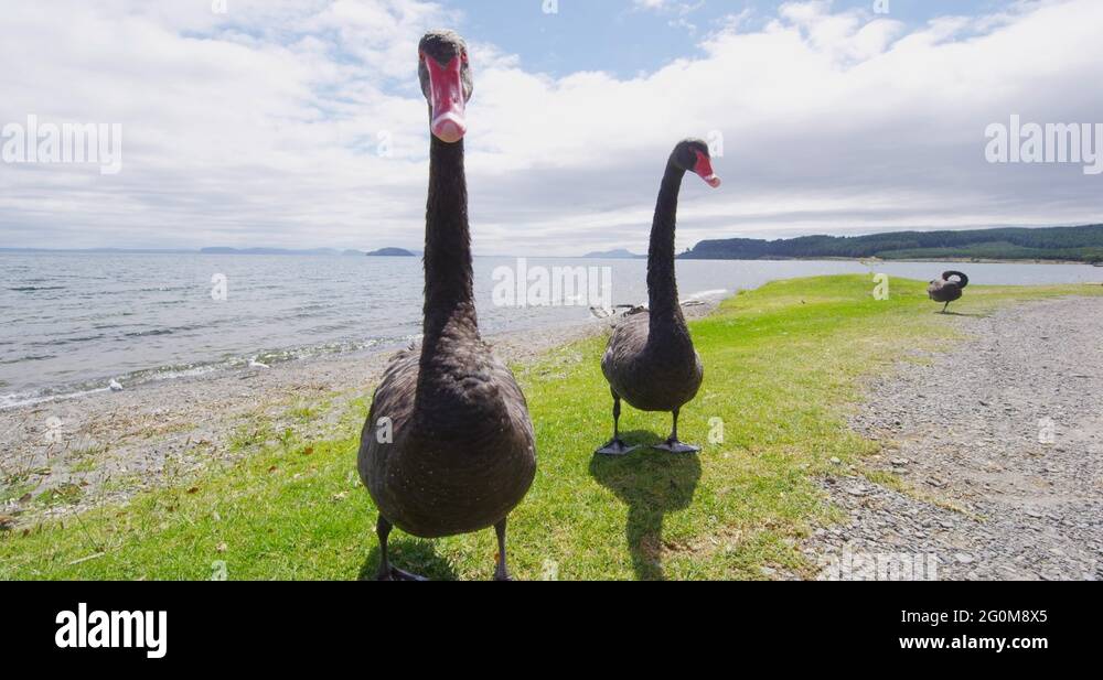 Animals in landmarks Stock Videos & Footage - HD and 4K Video Clips - Alamy