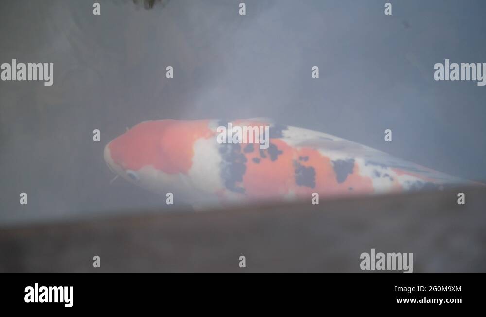 Koi fish swimming in slow motion while rain drops hit the surface of ...