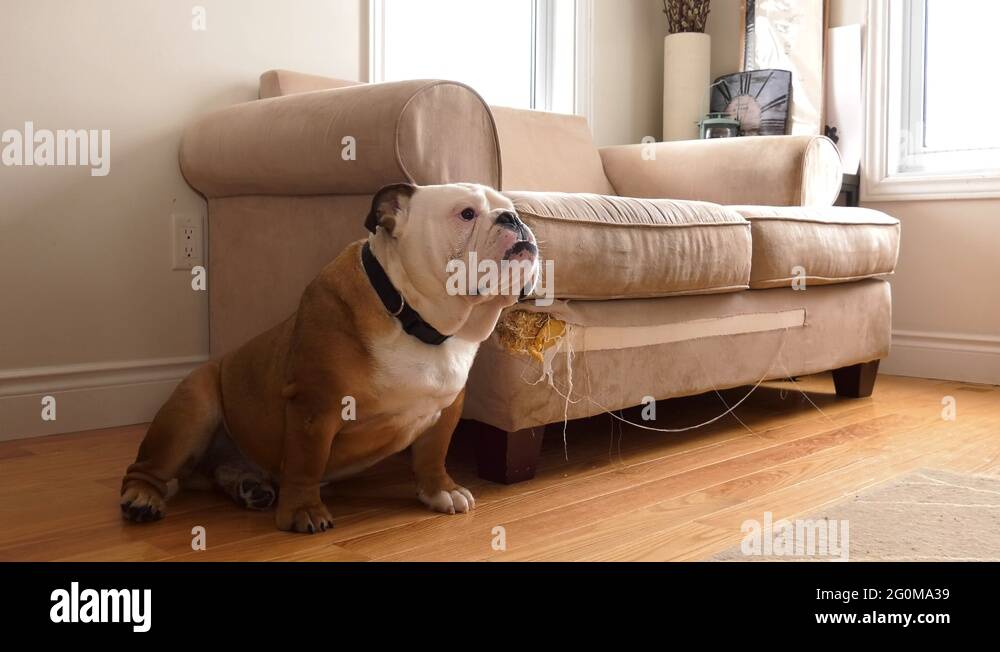 Bad puppy Stock Videos & Footage - HD and 4K Video Clips - Alamy