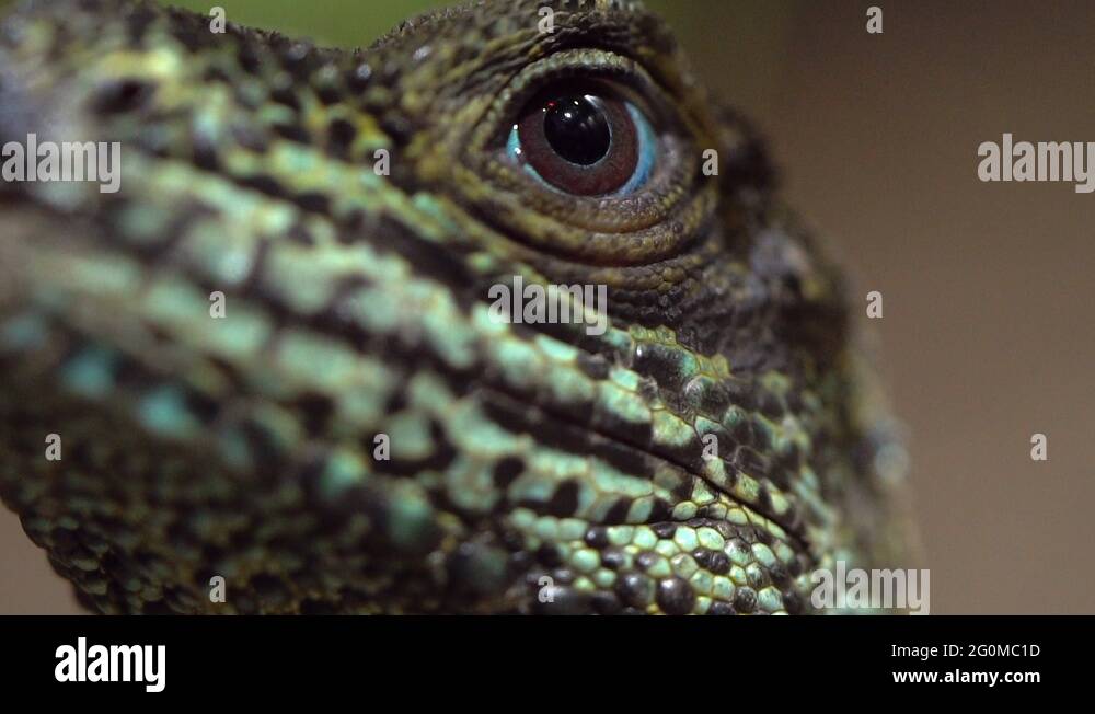 Lizards face Stock Videos & Footage - HD and 4K Video Clips - Alamy