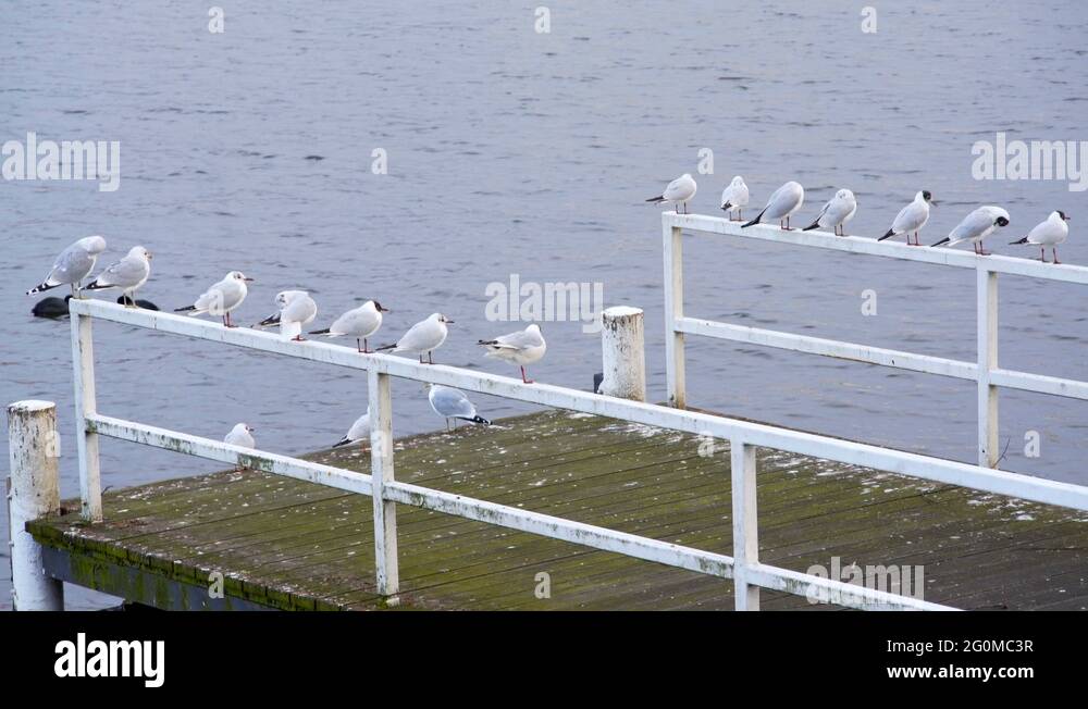 Seagull on railing of boat dock Stock Videos & Footage - HD and 4K ...