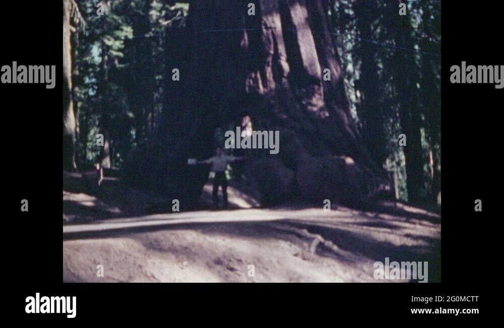 Redwood tree height Stock Videos & Footage - HD and 4K Video Clips - Alamy