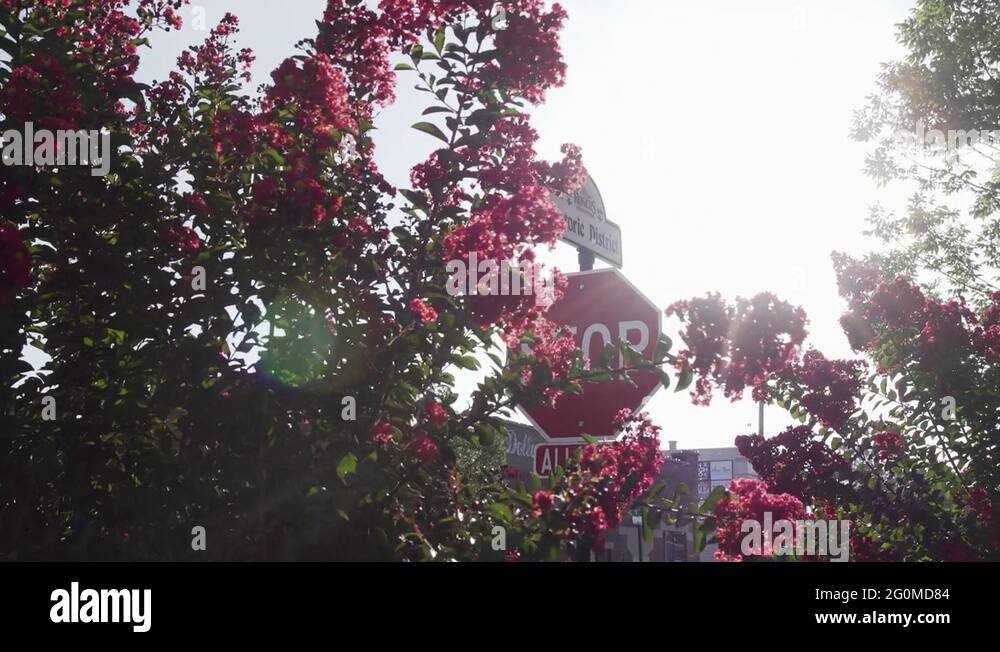 Flower stop sign Stock Videos & Footage - HD and 4K Video Clips - Alamy
