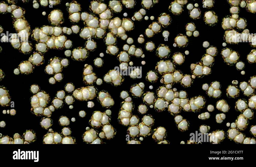 animation of beige cells and virus.alveolus,anatomy,bacterium,biology ...
