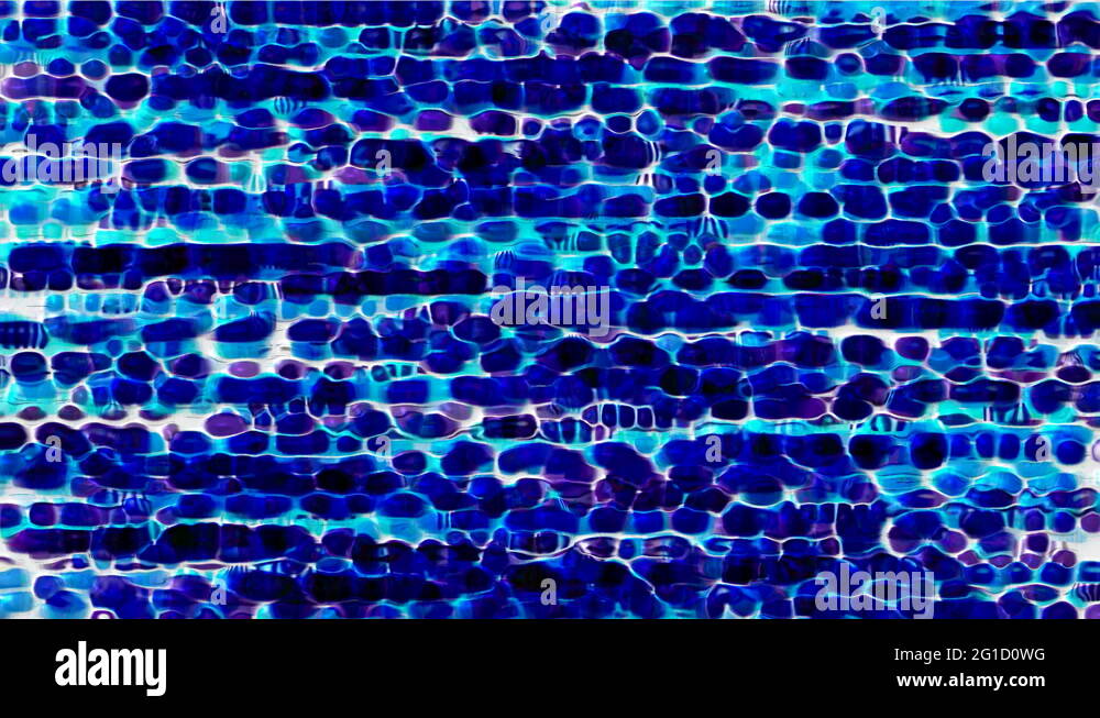 Colloid cloning Stock Videos & Footage - HD and 4K Video Clips - Alamy