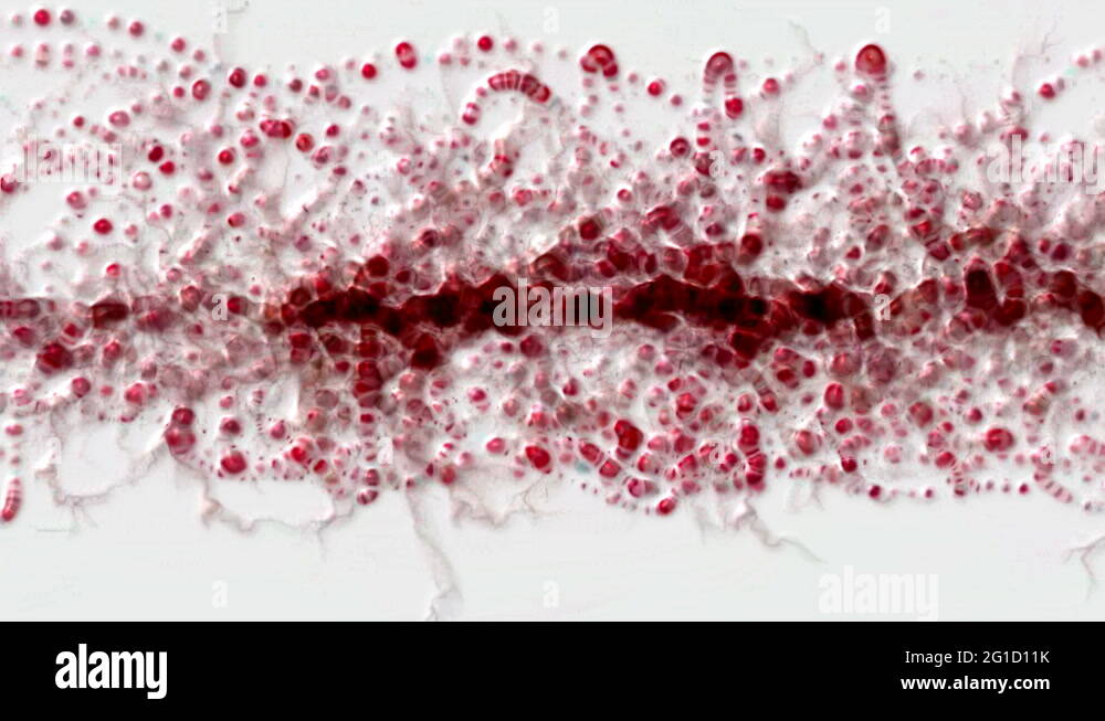 Light sensor cells Stock Videos & Footage - HD and 4K Video Clips - Alamy