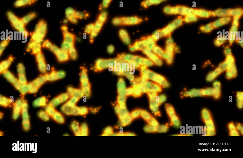 Microbe wildlife Stock Videos & Footage - HD and 4K Video Clips - Alamy