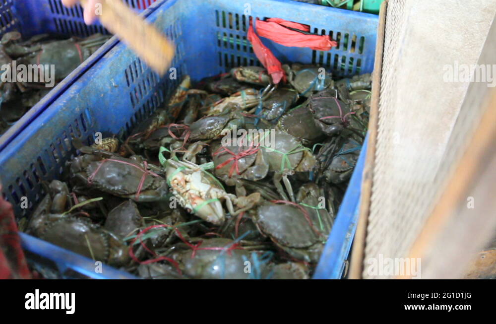 Contraband box Stock Videos & Footage - HD and 4K Video Clips - Alamy