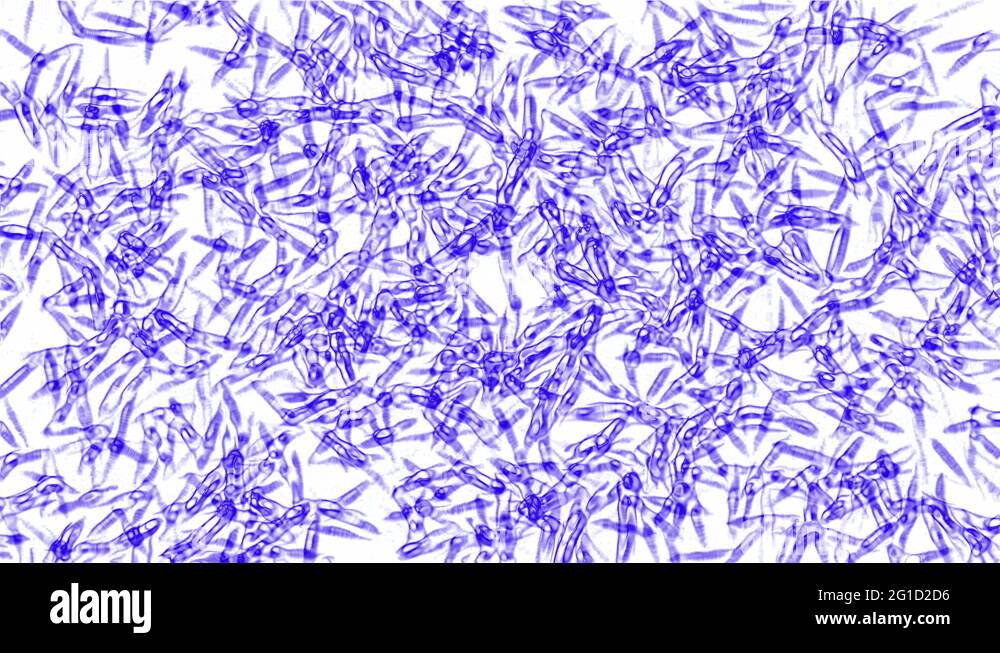 Blue green algae microscope Stock Videos & Footage - HD and 4K Video ...