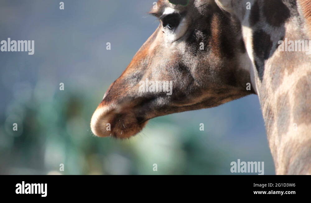 Giraffe eyelashes Stock Videos & Footage - HD and 4K Video Clips - Alamy