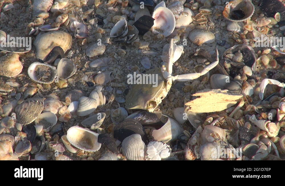 Sea shell ornamental Stock Videos & Footage - HD and 4K Video Clips - Alamy