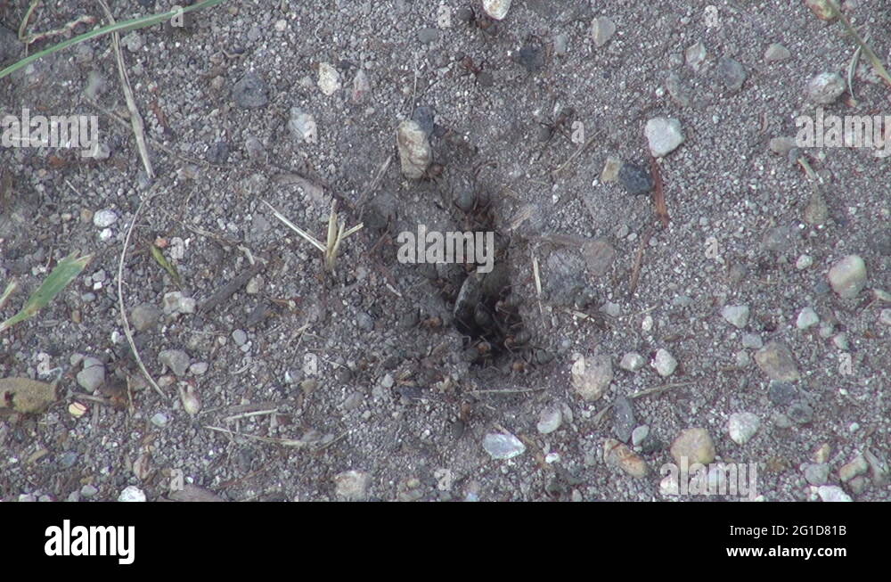 Holes and mound of soil Stock Videos & Footage - HD and 4K Video Clips ...