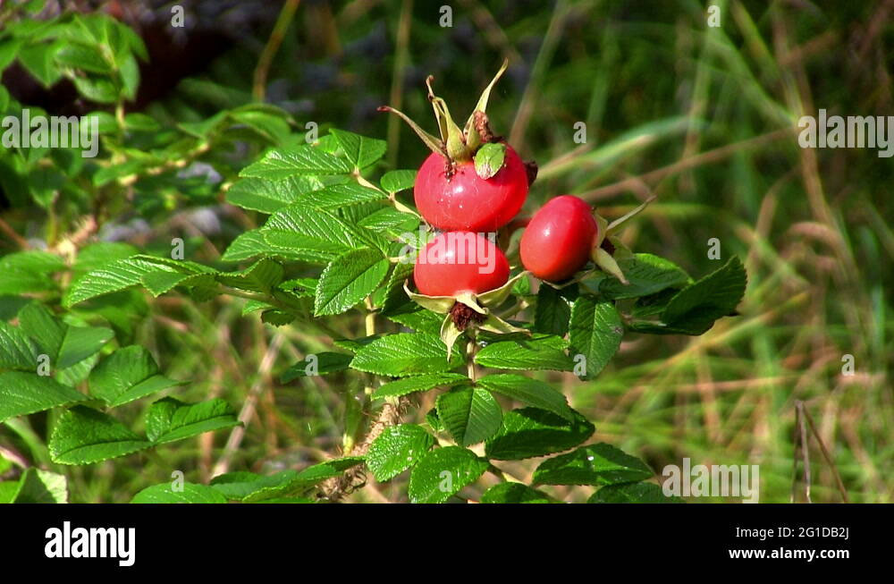 Eglantine rose Stock Videos & Footage - HD and 4K Video Clips - Alamy