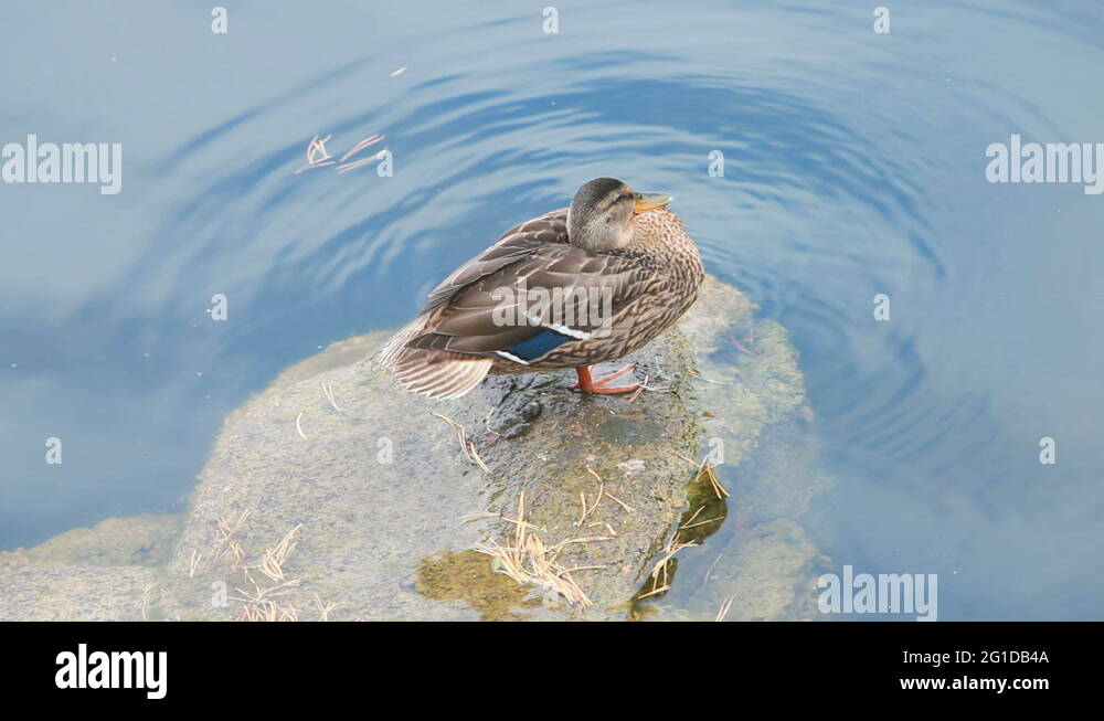 Standing duck Stock Videos & Footage - HD and 4K Video Clips - Alamy