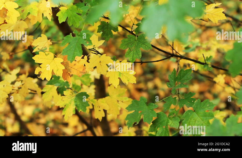 Horizontal leaves texture Stock Videos & Footage - HD and 4K Video ...