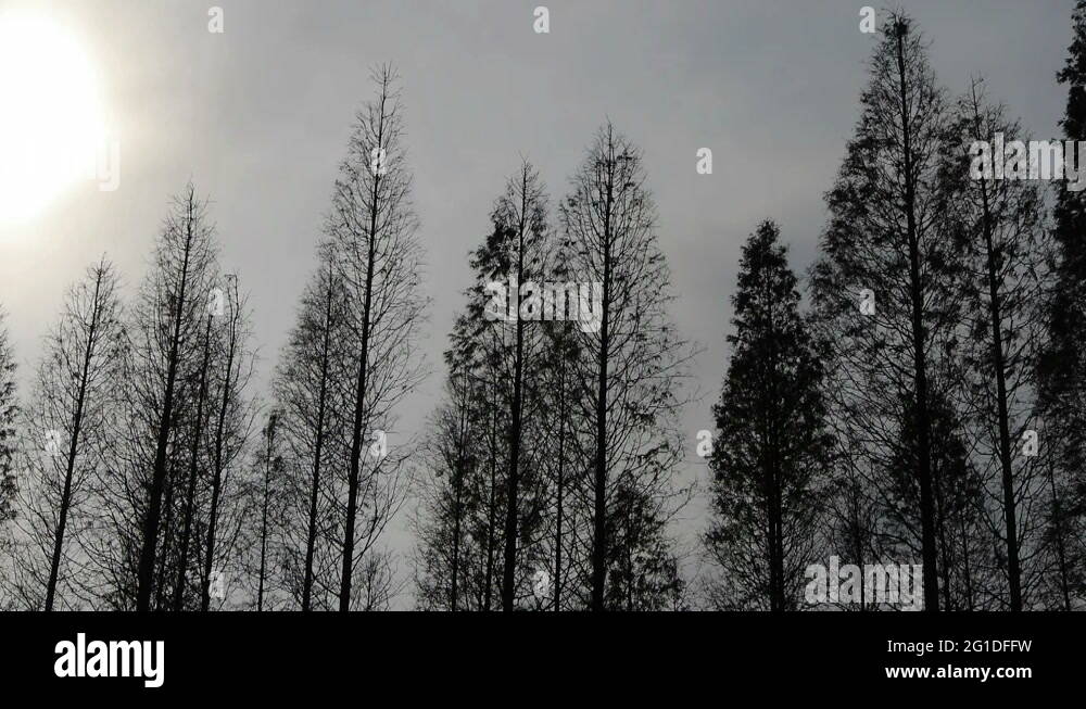 Trees crown sway in wind,metasequoia,Jungle,forest Stock Video Footage ...