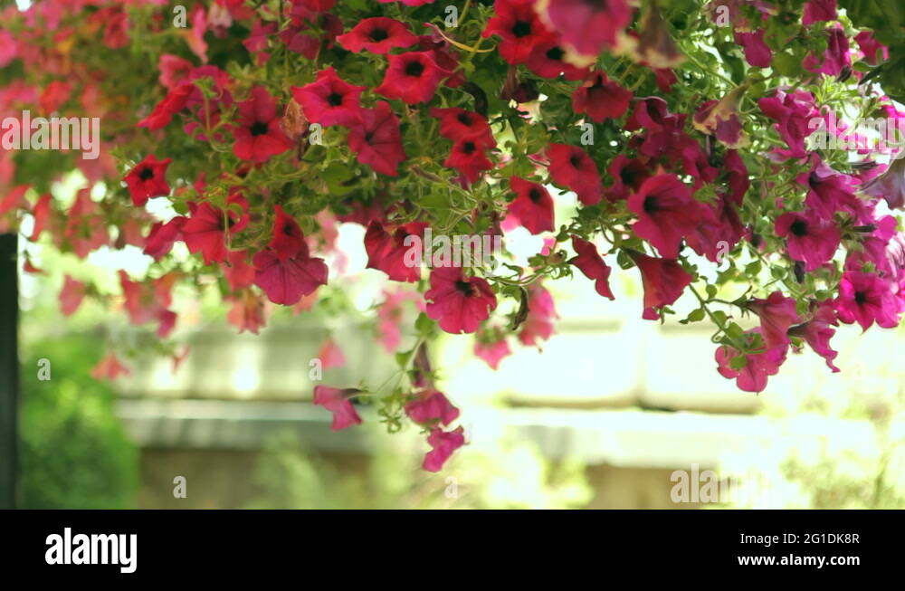 Pendulous Stock Videos & Footage - HD and 4K Video Clips - Alamy