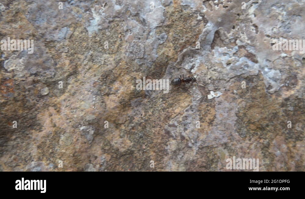 Ant on rock Stock Videos & Footage - HD and 4K Video Clips - Alamy