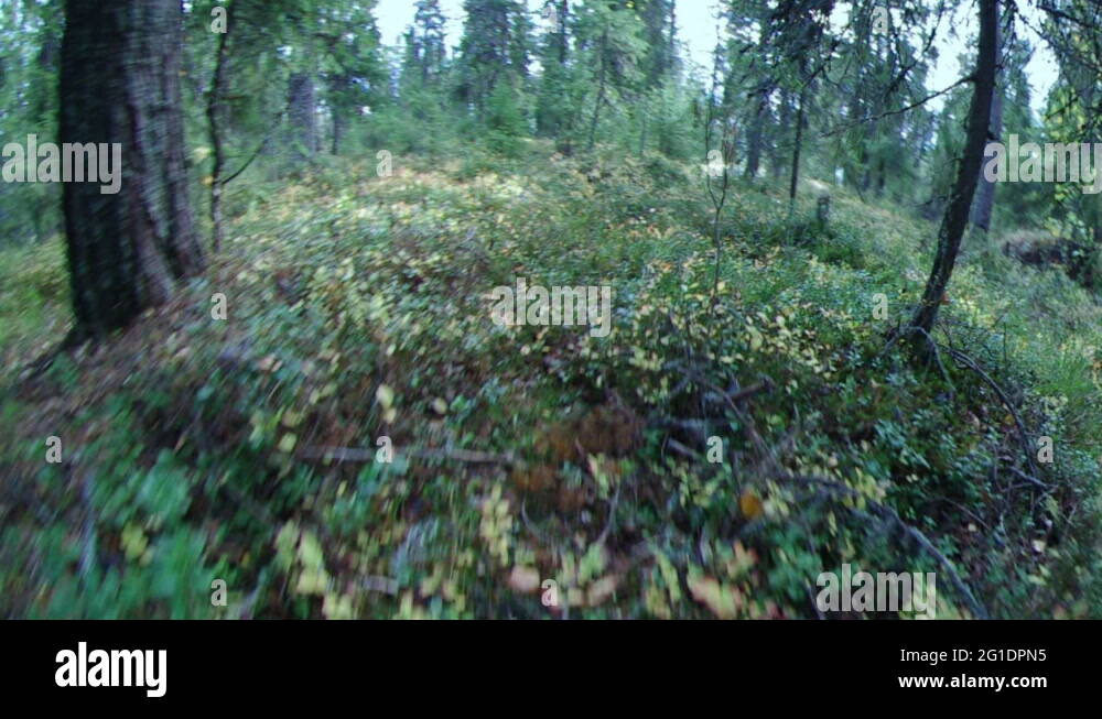 Taiga Stock Videos & Footage - HD and 4K Video Clips - Alamy