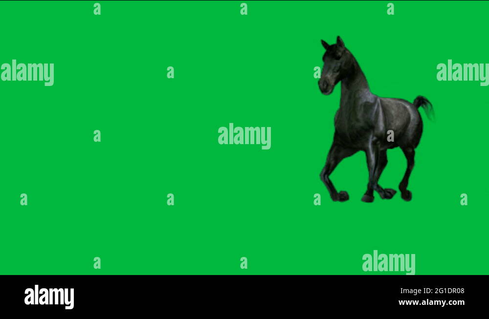 horse running with green screen Stock Video Footage - Alamy