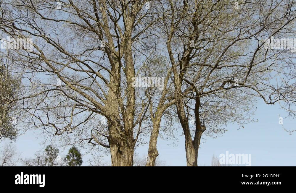 Leisure tree Stock Videos & Footage - HD and 4K Video Clips - Alamy