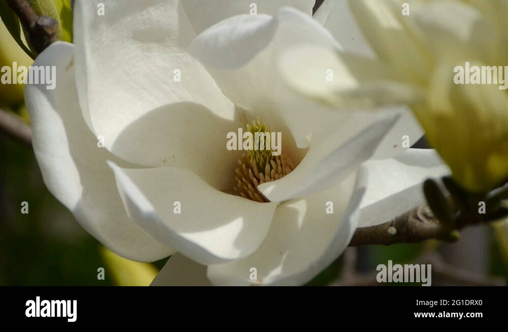 Magnolia tree trees in blossom in springtime Stock Videos & Footage ...