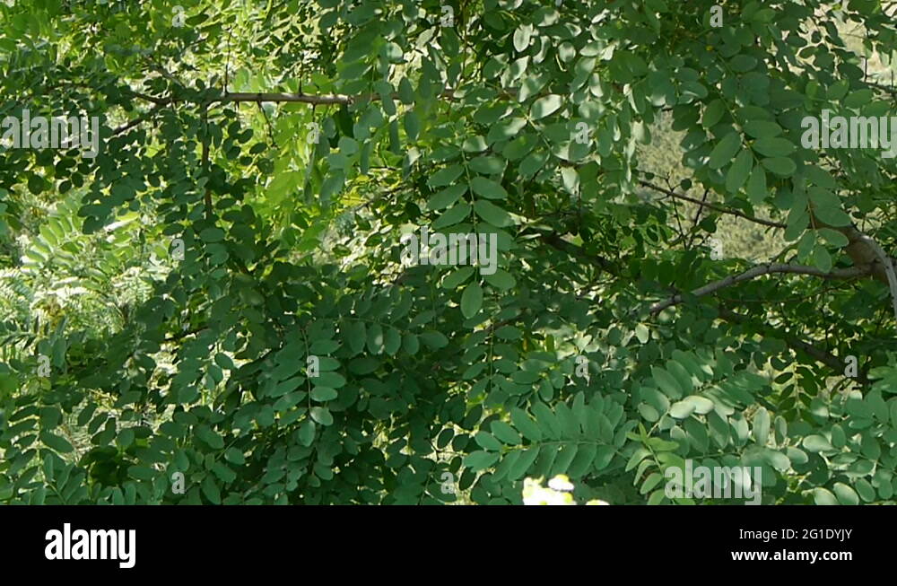 Ash tree trees Stock Videos & Footage - HD and 4K Video Clips - Alamy