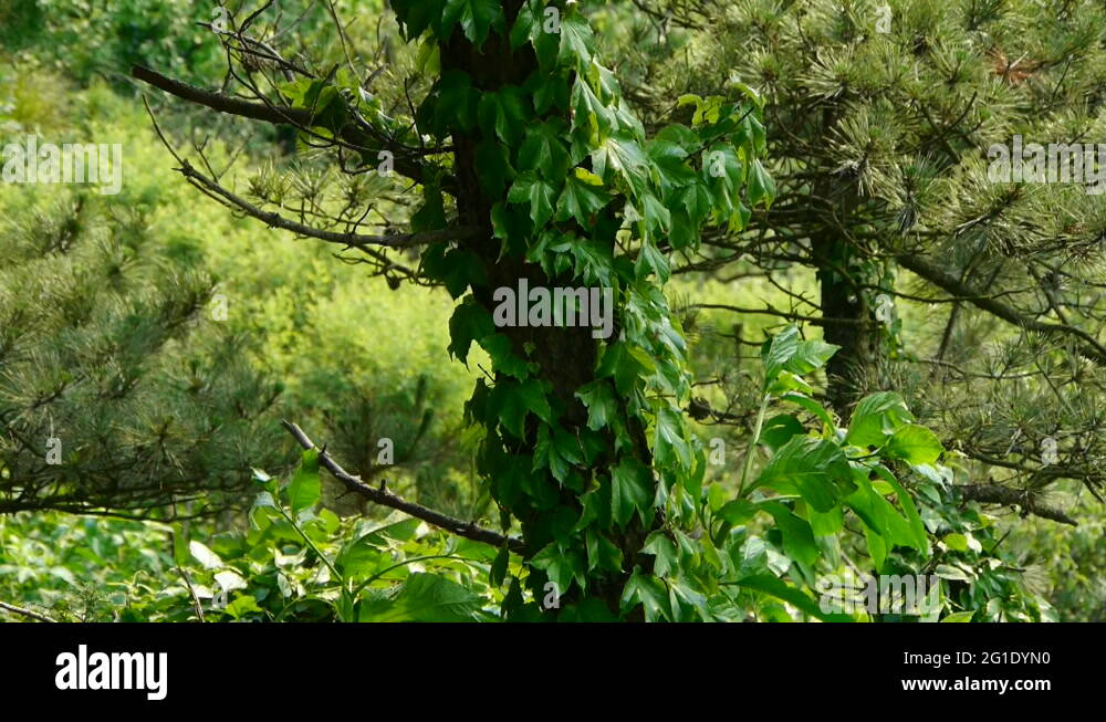 pine trees & Vines,bushes in the wind,Dense swing tree,Hillside weeds ...