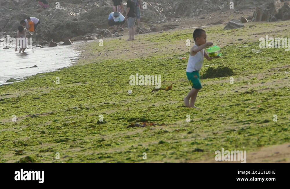 Child little boy play at beach.seaweed,seaweed,enteromorpha,tide,tidal ...