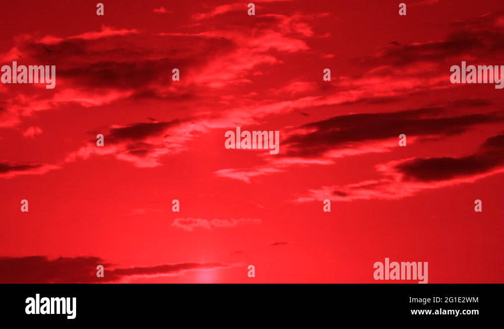 Red flock pattern Stock Videos & Footage - HD and 4K Video Clips - Alamy