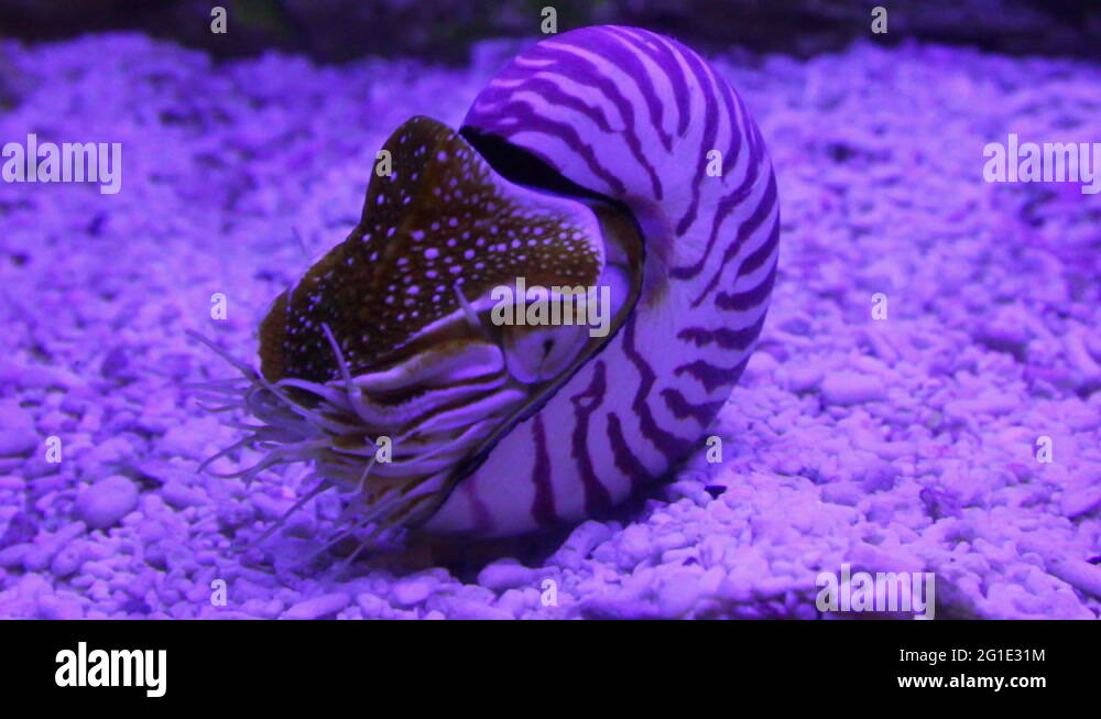Nautilus shell Stock Videos & Footage - HD and 4K Video Clips - Alamy