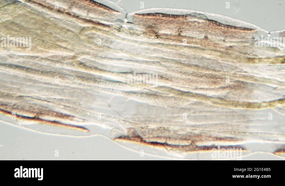 Photomicrograph micro Stock Videos & Footage - HD and 4K Video Clips ...