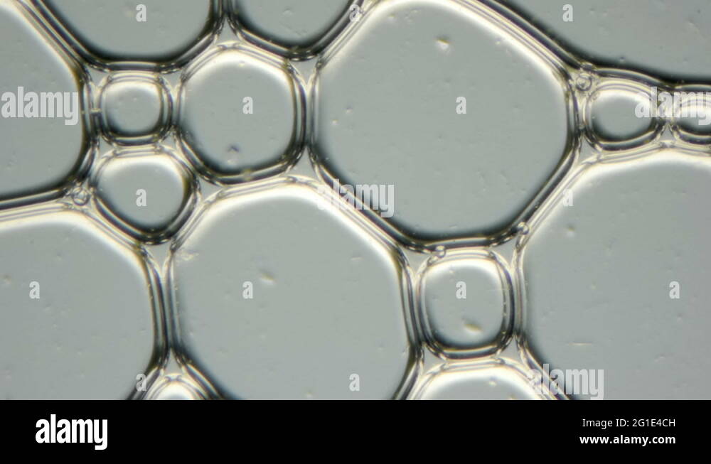 Photomicrograph Stock Videos & Footage - HD and 4K Video Clips - Alamy