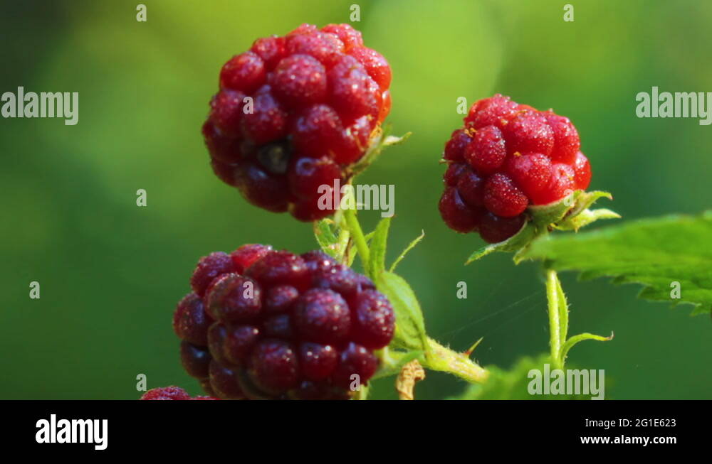 Drupelets Stock Videos & Footage - HD and 4K Video Clips - Alamy