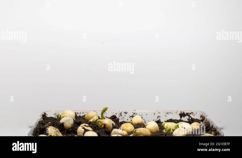 Plant Growth Stock Videos Footage Hd And 4k Video Clips Alamy