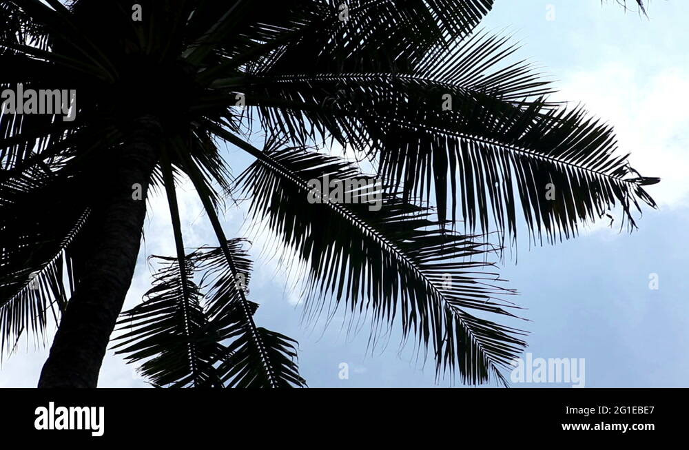 One palm tree Stock Videos & Footage - HD and 4K Video Clips - Alamy