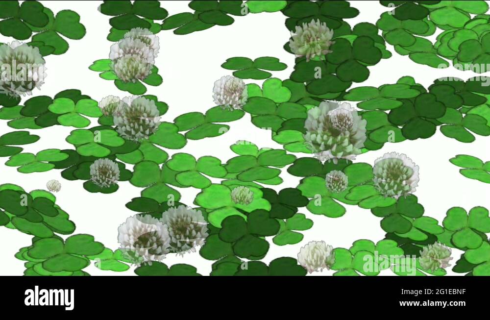 Clover dandelion germination lawn grass vegetation plant background ...