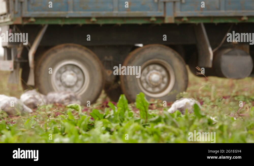 Truck gardening Stock Videos & Footage - HD and 4K Video Clips - Alamy