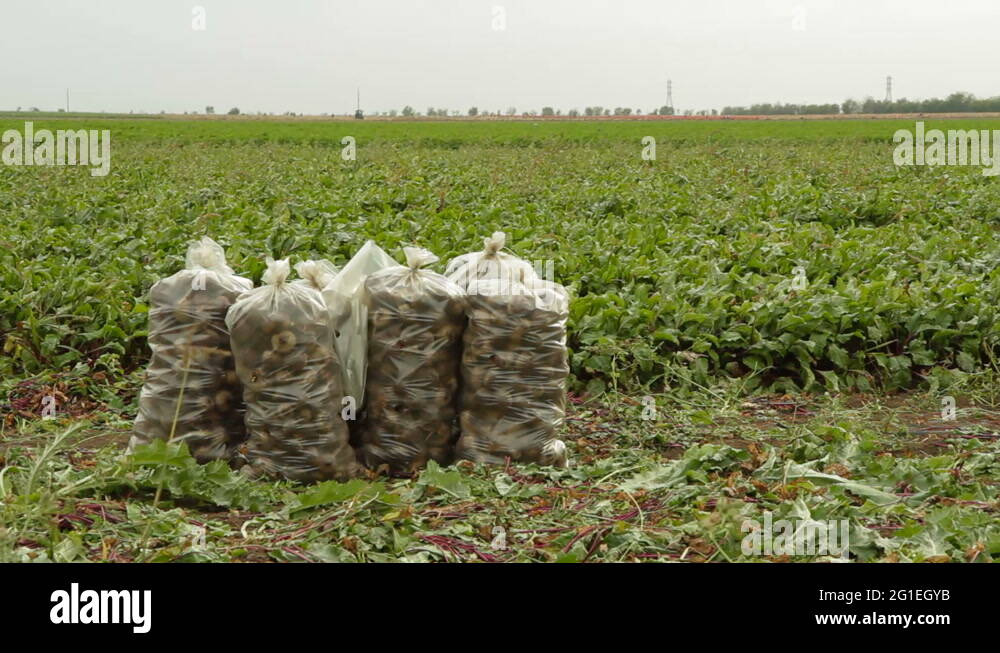 Farm with beet plantation Stock Videos & Footage - HD and 4K Video ...